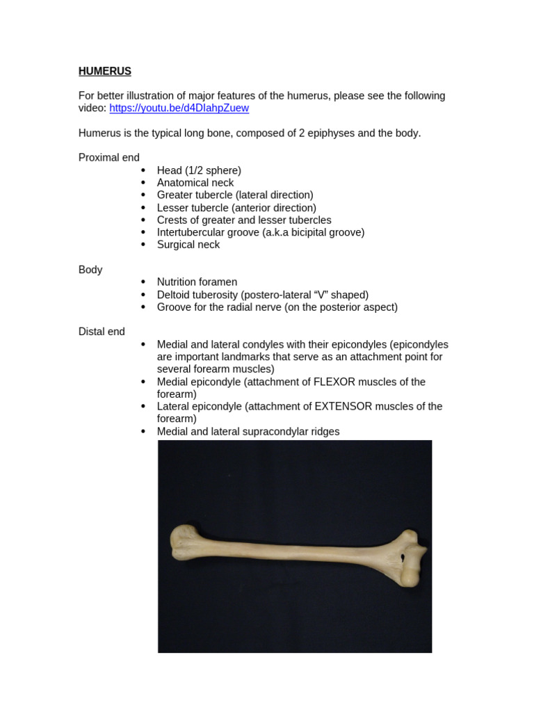 Humerus, Ulna, Radius Anatomy Guide | PDF | Elbow | Joints