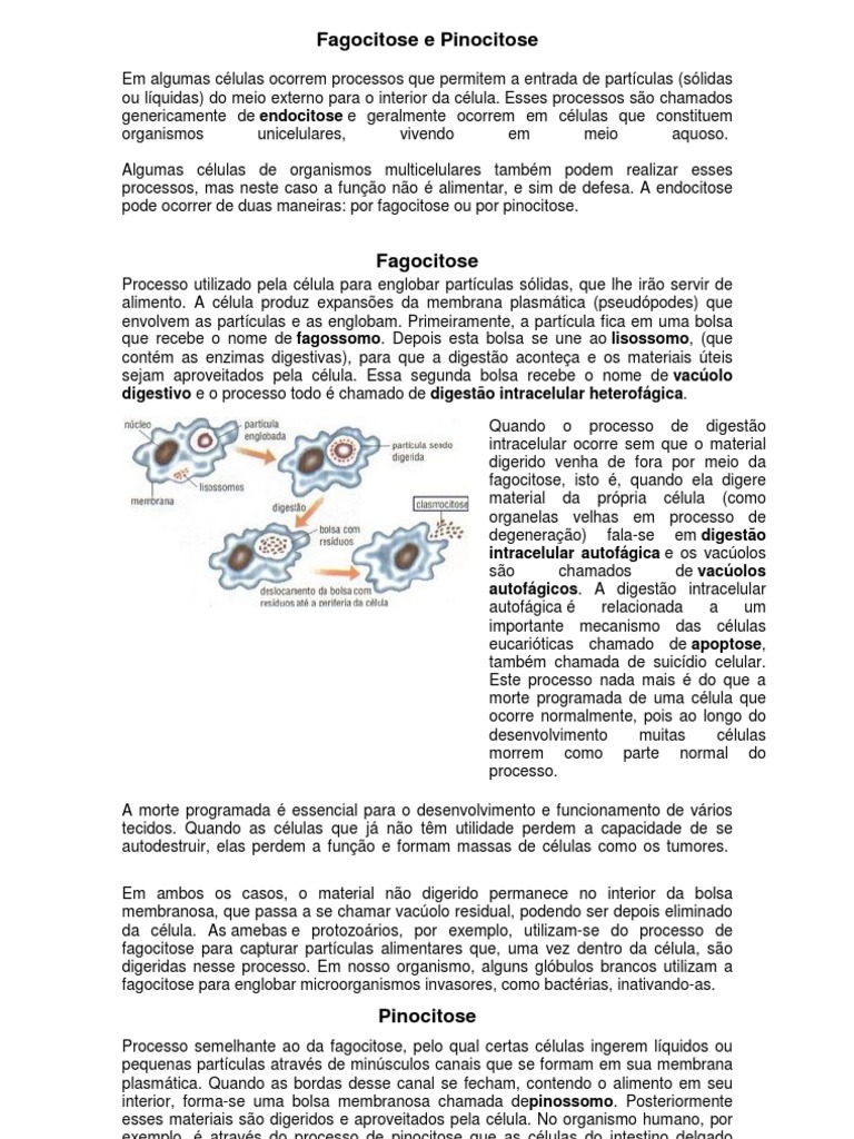 Fagocitose Pinocitose E Leucócitos Pdf Glóbulo Branco Linfócito