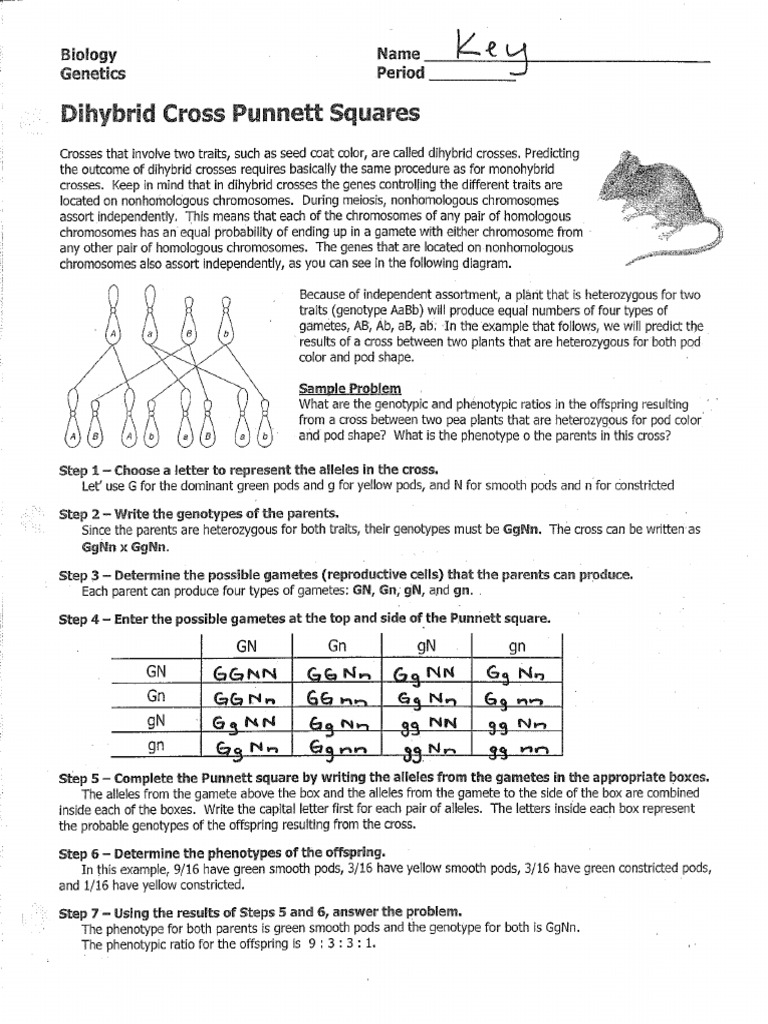 Dihybrid Cross Punnett Squares (Mice) Key | PDF