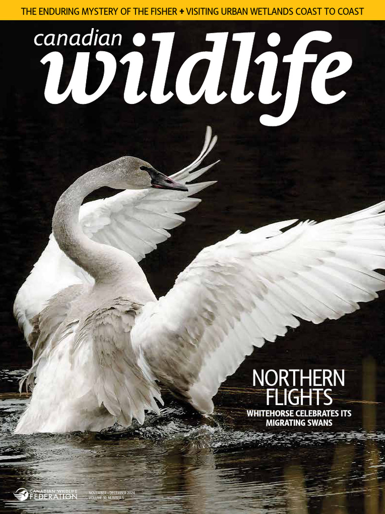Canadian Wildlife - Vol 30 No 5 November-December 2024 Freemagazinespdf ...