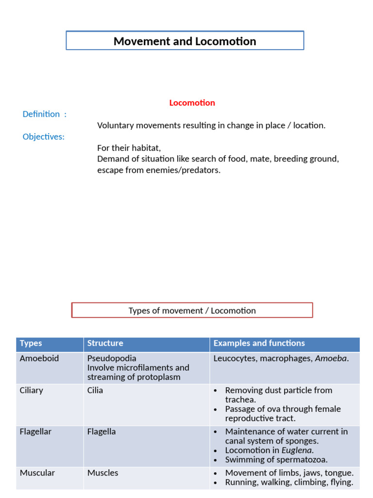 Locomotion and Movement | PDF | Vertebral Column | Vertebra