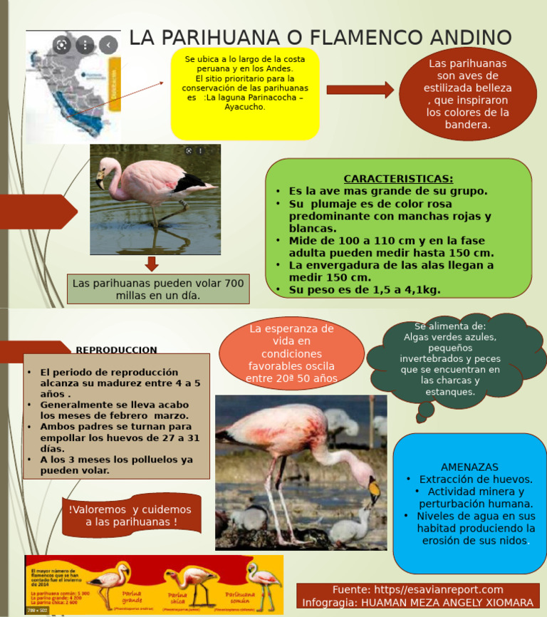 La Parihuana o Flamenco Andino | PDF | Aves holarctic | Ornitología