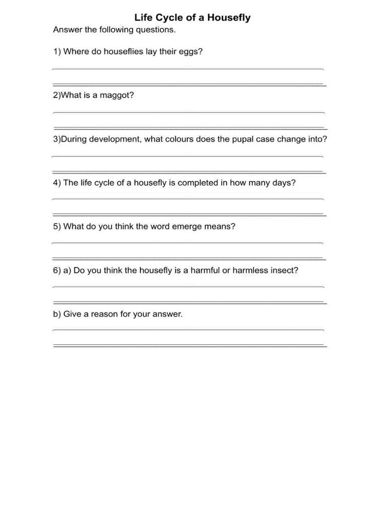 Life Cycle of A Housefly | PDF