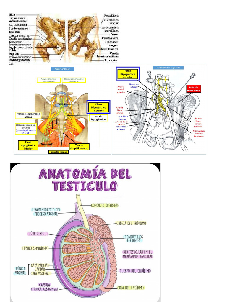 Plexo Sacro | PDF
