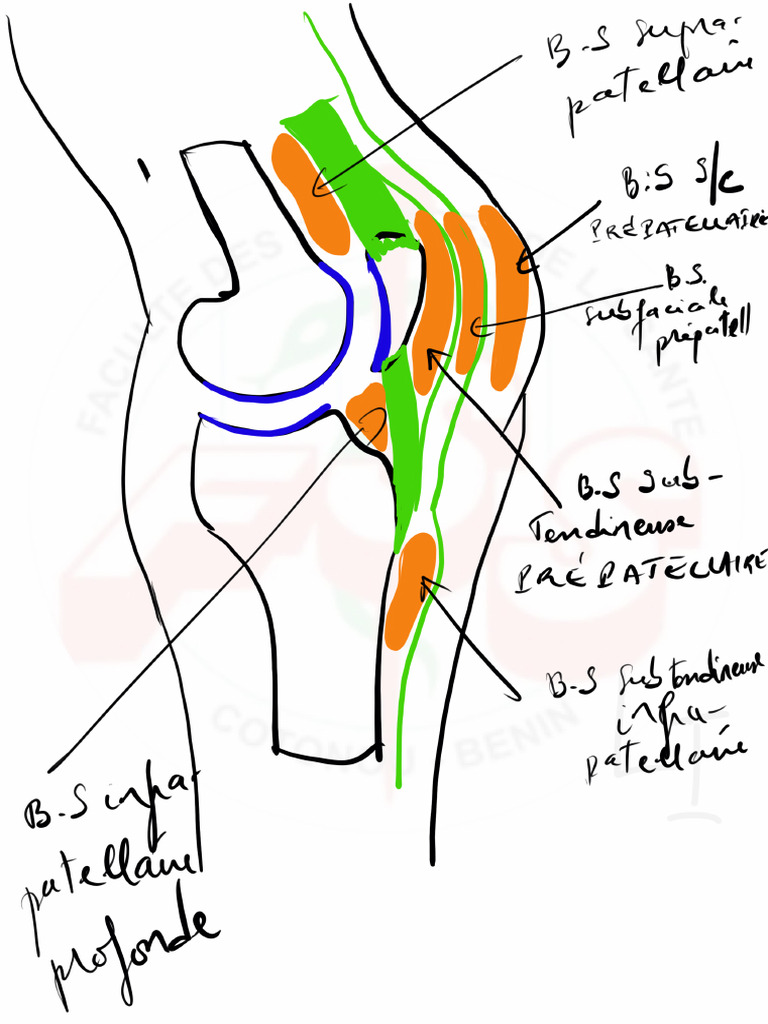 Anatomie - 9 | PDF