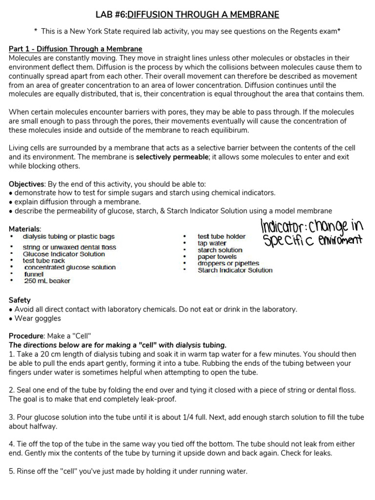 Regents Lab | PDF | Cell Membrane | Diffusion