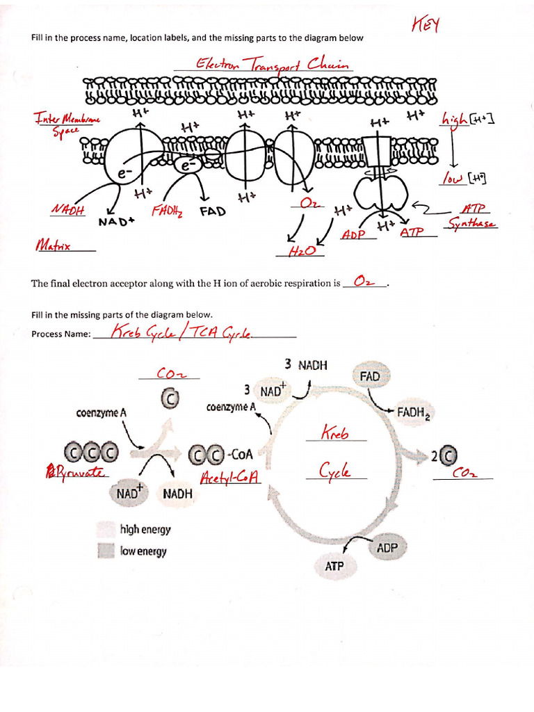 cell respiration advanced diagram answer key | PDF