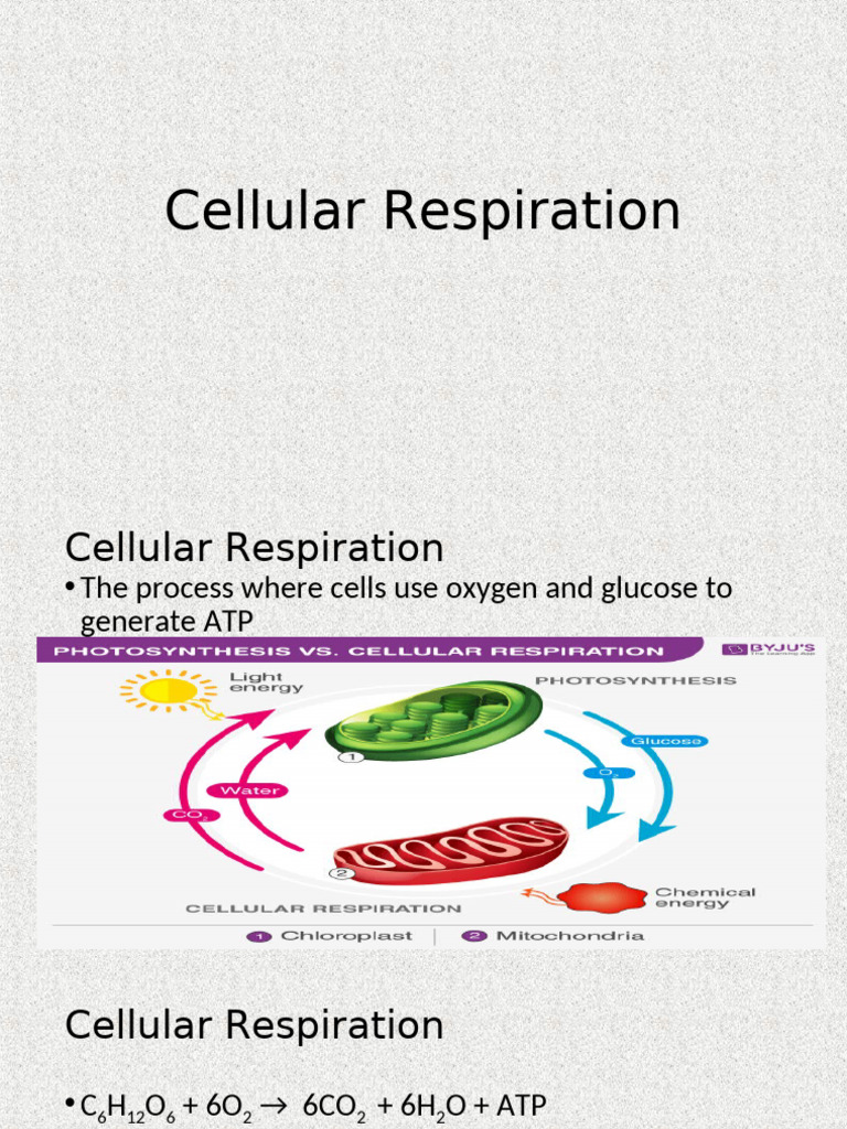 Cellular Respiration Process Explained | PDF | Cellular Respiration ...