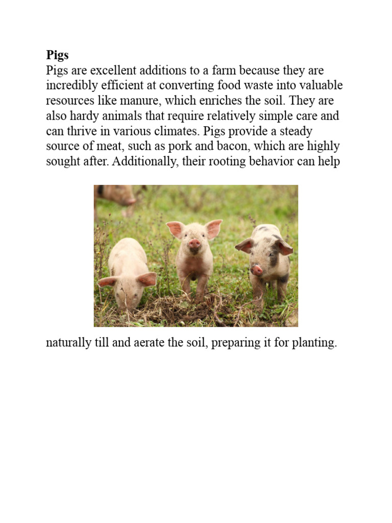 Pigs | PDF