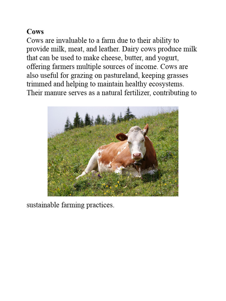 Cow | PDF