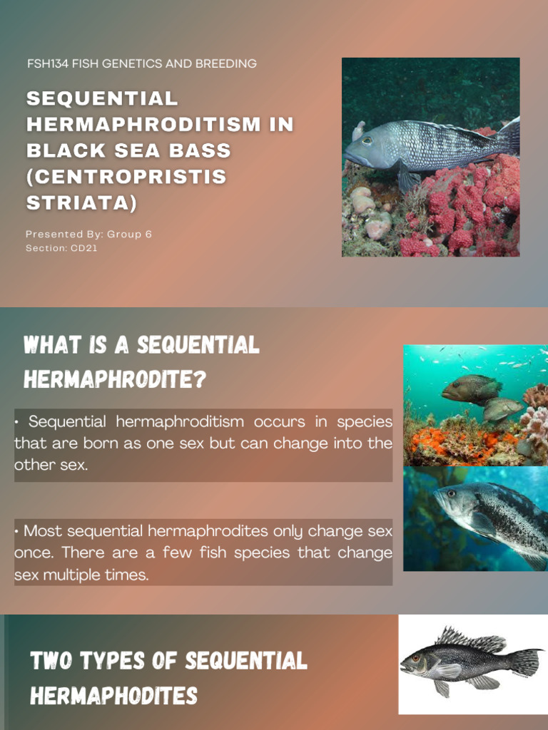 Understanding Sequential Hermaphroditism | PDF | Ovary | Sperm