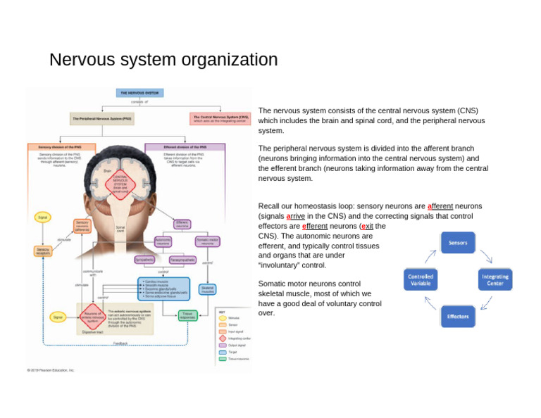 Nervous System Structure and Function | PDF