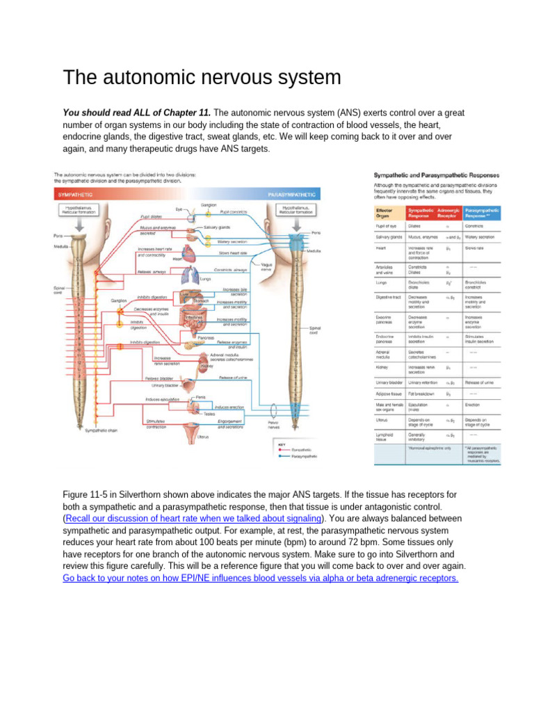 The Autonomic Nervous System | PDF