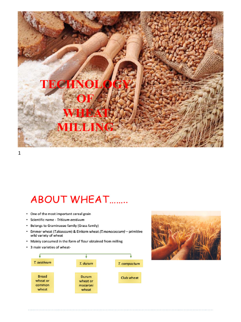 2. Milling of Wheat | PDF | Flour | Wheat