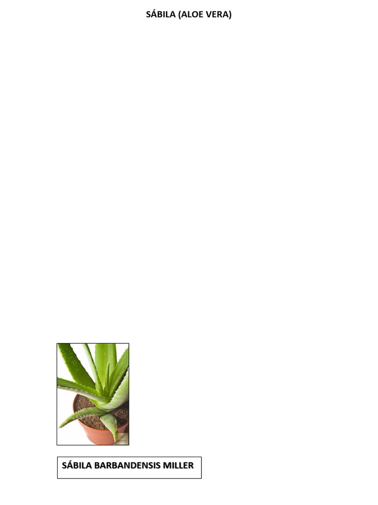 Beneficios y Uso Seguro del Aloe Vera | PDF