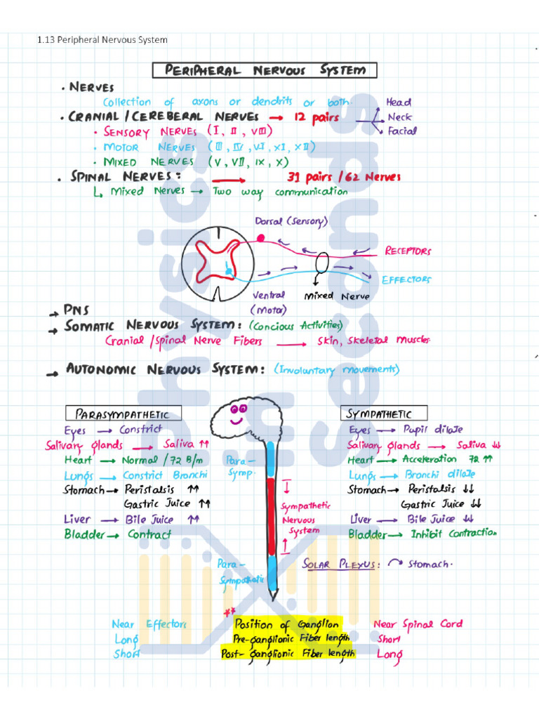 1.10- Peripheral Nervous System | PDF