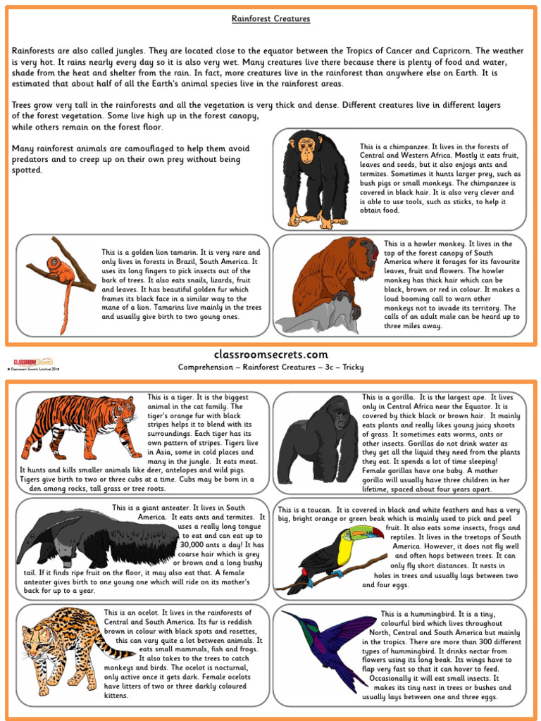 Comprehension Rainforest | PDF | Forests | Rainforest