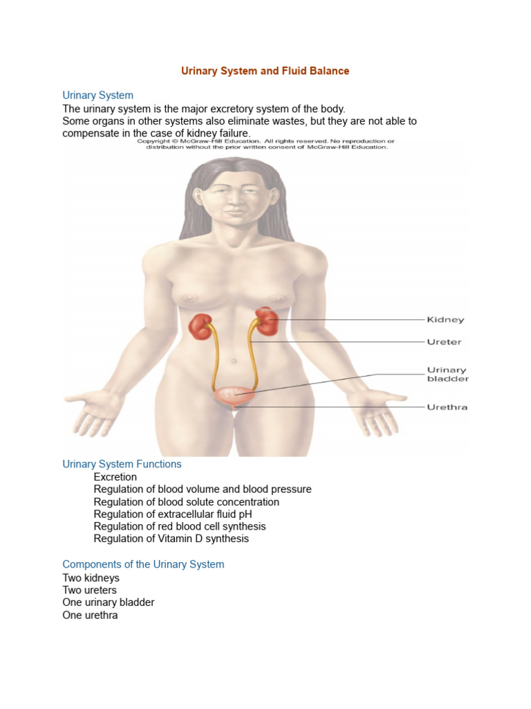 Chapter 18 Urinary System 1 | PDF | Kidney | Urinary System