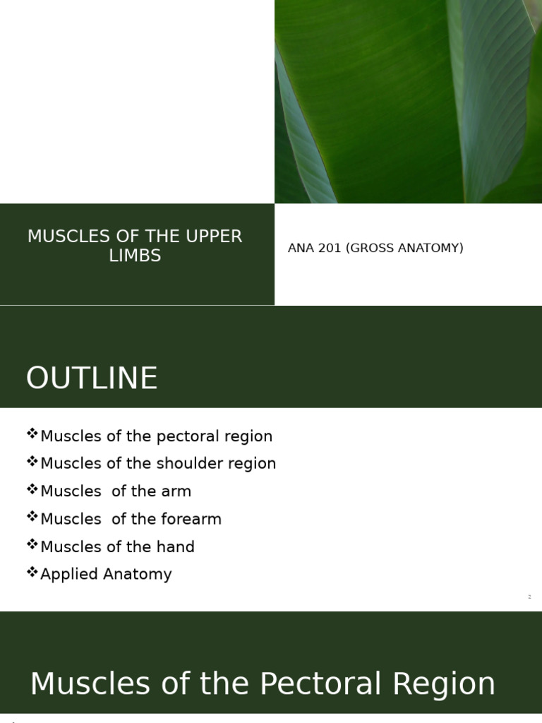 ANA 201 - Muscles of The Upper Limbs | PDF | Elbow | Thumb