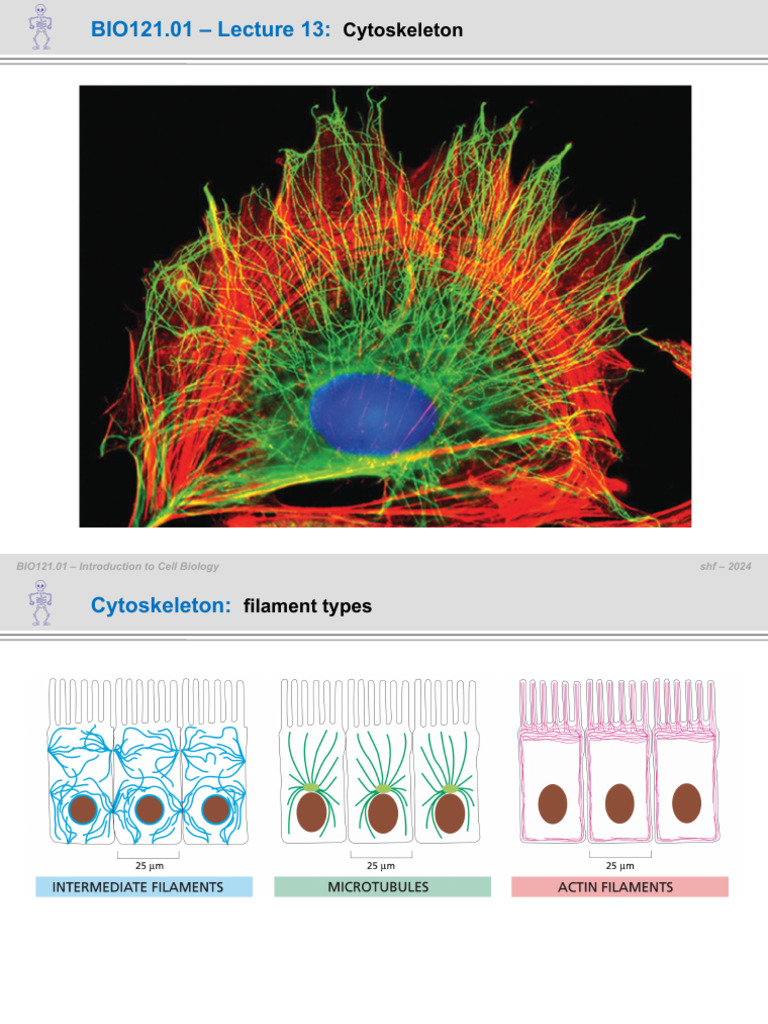 BIO121 Lecture 13 (Cytoskeleton) SHF 2024 | PDF | Cytoskeleton | Muscle