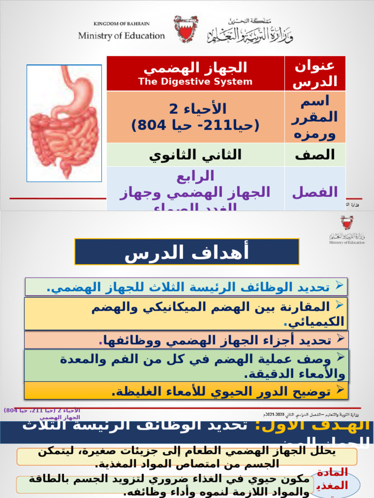 The Digestive System | PDF
