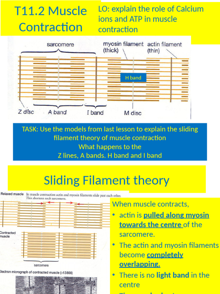 11.2c Muscle Contraction | PDF | Muscle Contraction | Actin