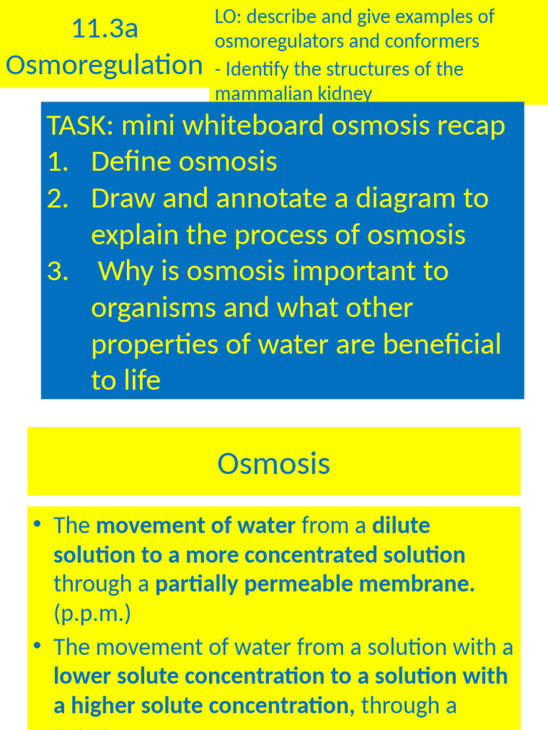11.3a Osmoregulation and Kidney Structure | PDF | Kidney | Osmosis