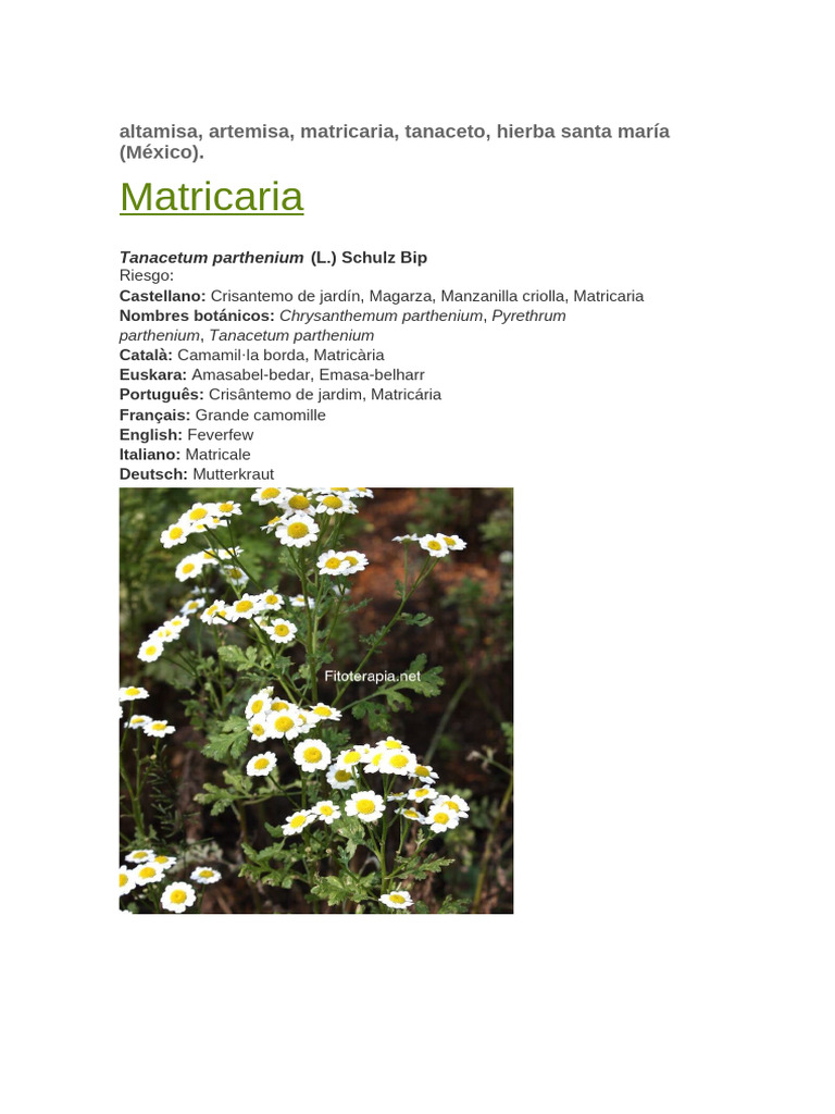 Altamisa | PDF | Migraña