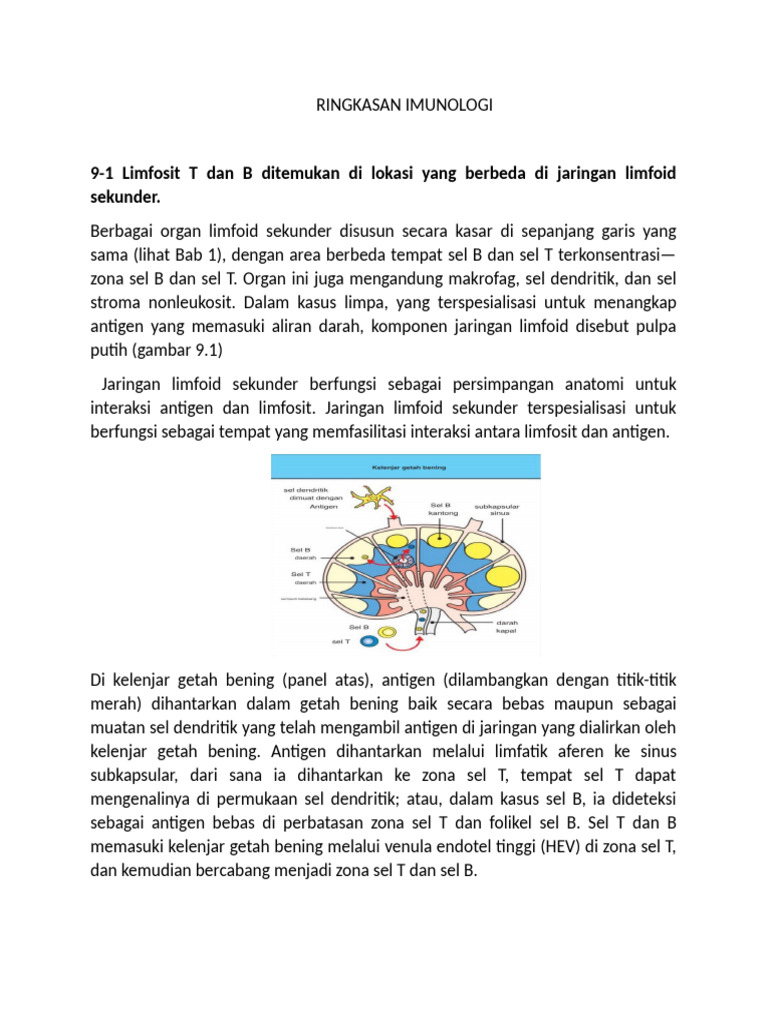 Peran Jaringan Limfoid Sekunder dalam Imunologi | PDF