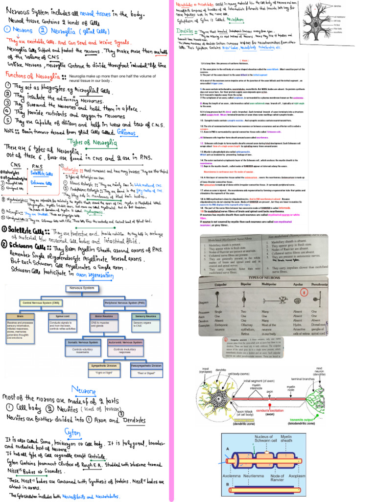 Neuroglia: The Brain's Support Team | PDF