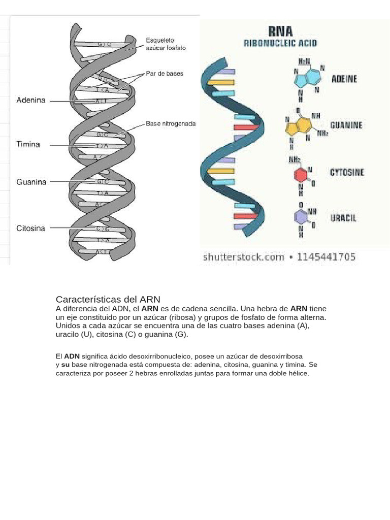 Características del ARN | PDF