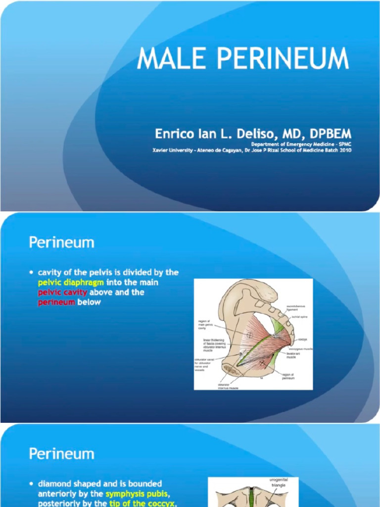 Male Perineum | PDF