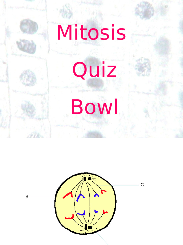 Mitosis Quiz: Test Your Knowledge | PDF