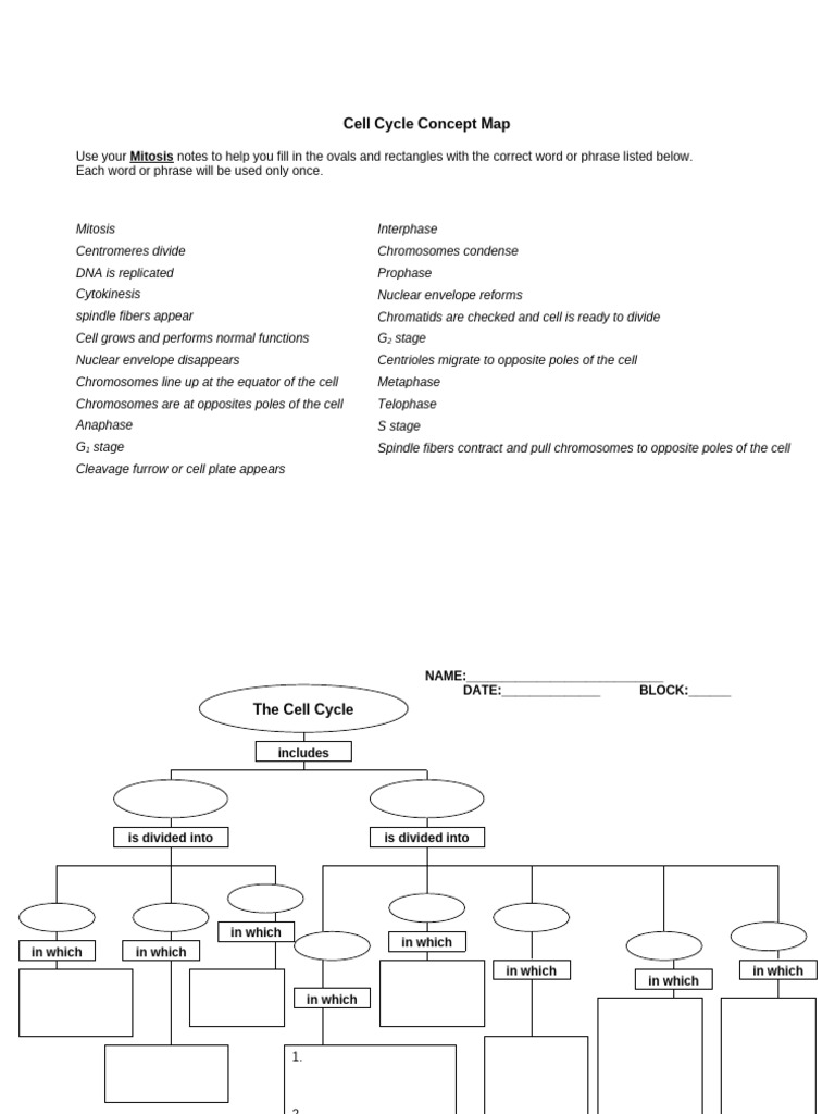 Cell Cycle Concept Map | PDF