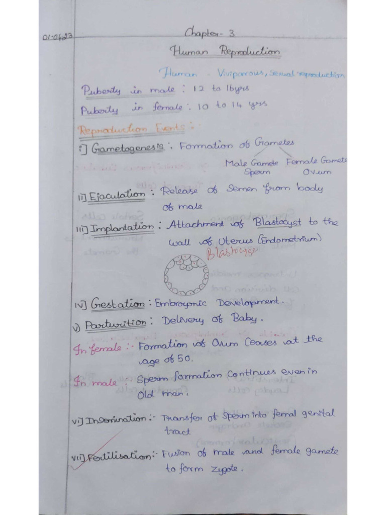 HUMAN REPRODUCTION NOTES | PDF
