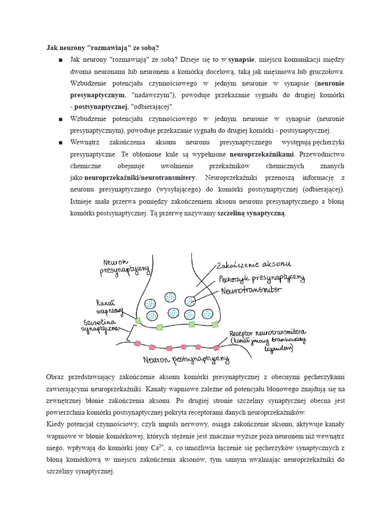 Biologiczne Podstawy Zachowania - Notatki Na Kolokwium2 | PDF