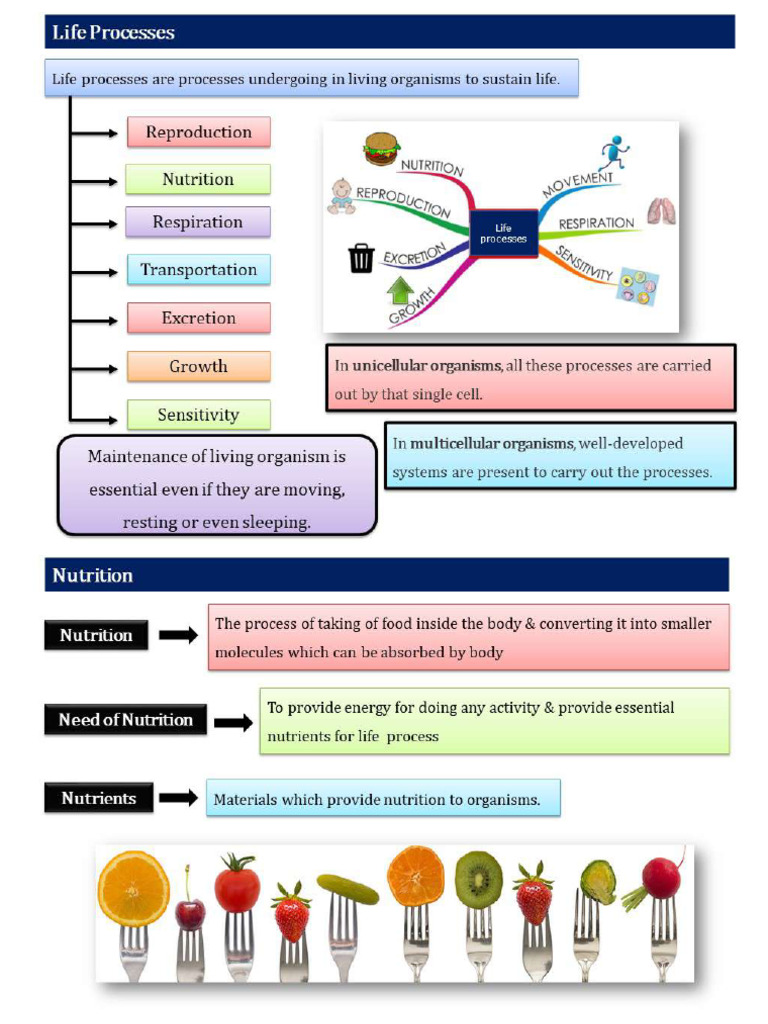 Life Processes Speedlabs Notes | PDF
