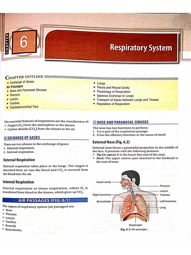 Respiratory System | PDF