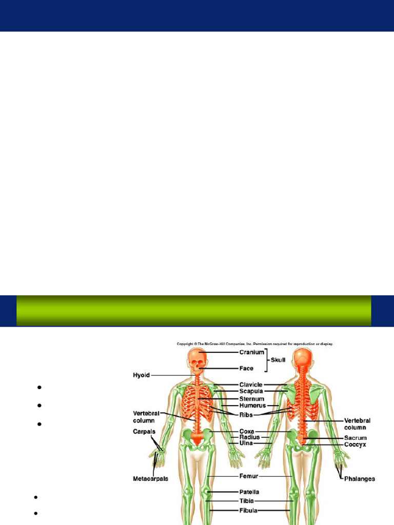 Introduction To The Skeletal System 2 | PDF | Anatomical Terms Of ...