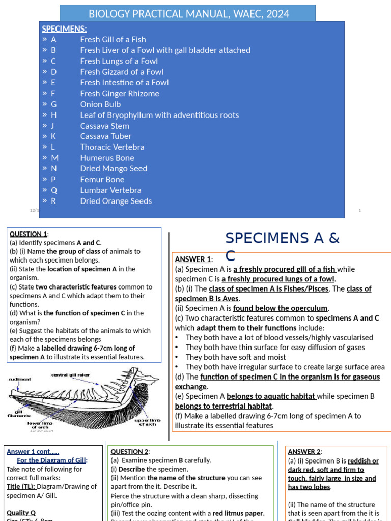 Biology Waec 2024 Practical Manual | PDF | Vertebra | Vertebral Column