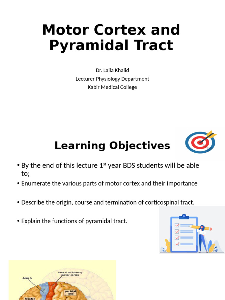 Motor Cortex and Pyramidal Tract Overview | PDF | Cerebellum | Cerebrum