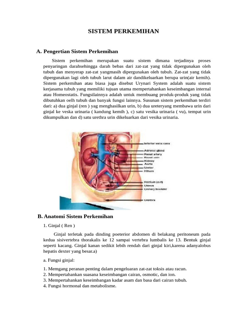 Sistem Perkemihan | PDF