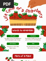 Strawberry Plant Anatomy for Kids | PDF | Fruit | Strawberry