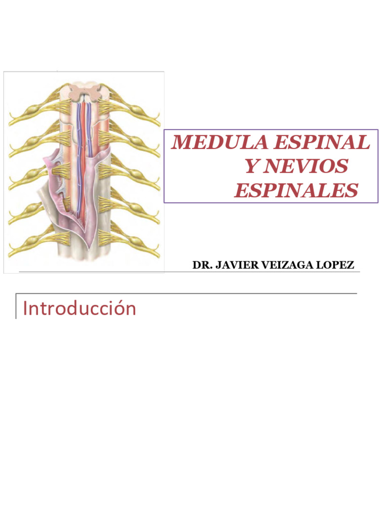Medula Espinal y Nervios Espinales | PDF | Médula espinal | Nervio