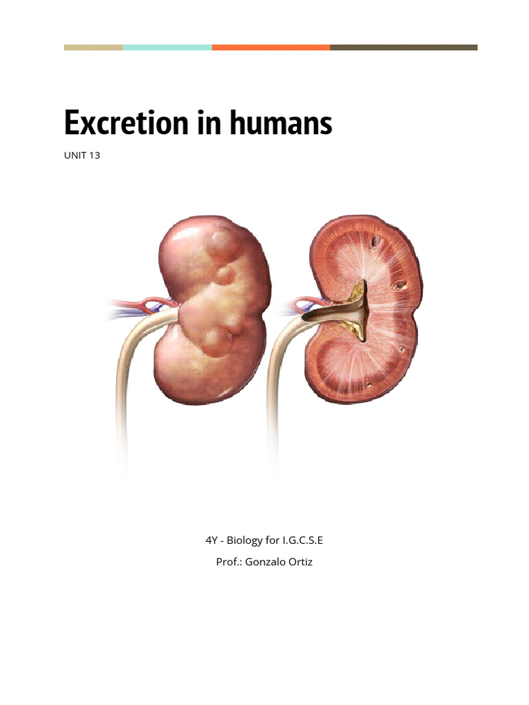 Human Excretion: IGCSE Biology Guide | PDF | Kidney | Excretion