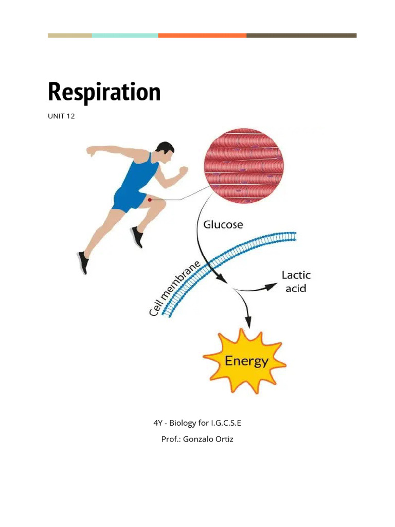 Unit 12- Respiration | PDF | Cellular Respiration | Carbon Dioxide