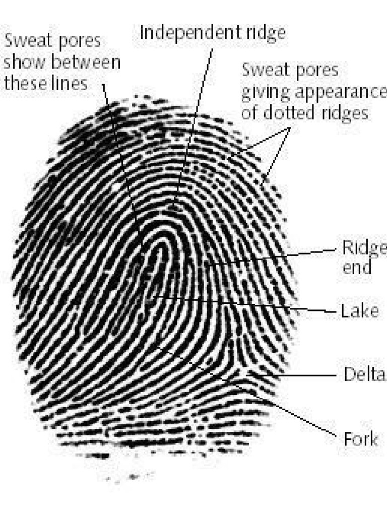 Finger 4 | PDF