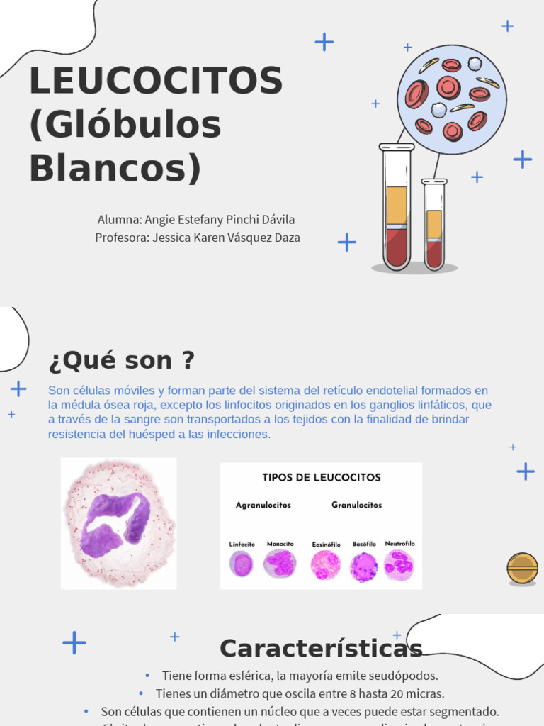 LEUCOCITOS-gl__bulos-blancos.pptx; filename= UTF-8''LEUCOCITOS-glóbulos-blancos | PDF