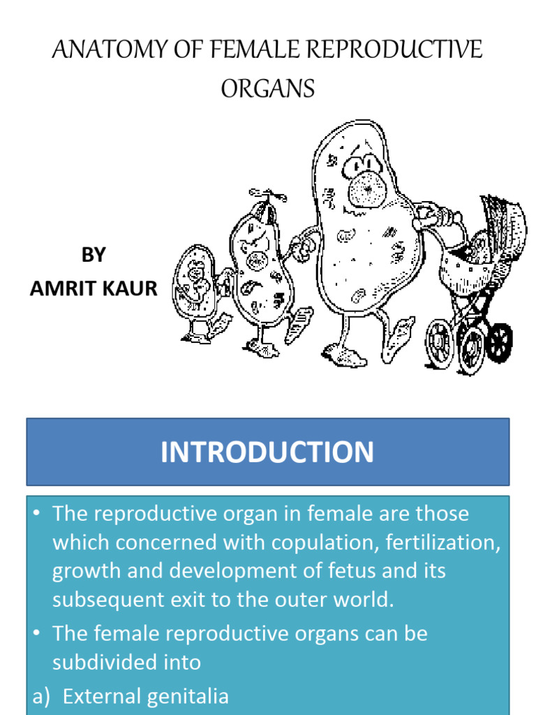 Female Reproductive System Overview | PDF | Menstrual Cycle | Placenta