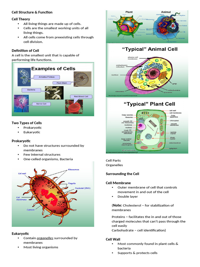 Cell-Structure-Transes | PDF | Cell (Biology) | Cell Membrane